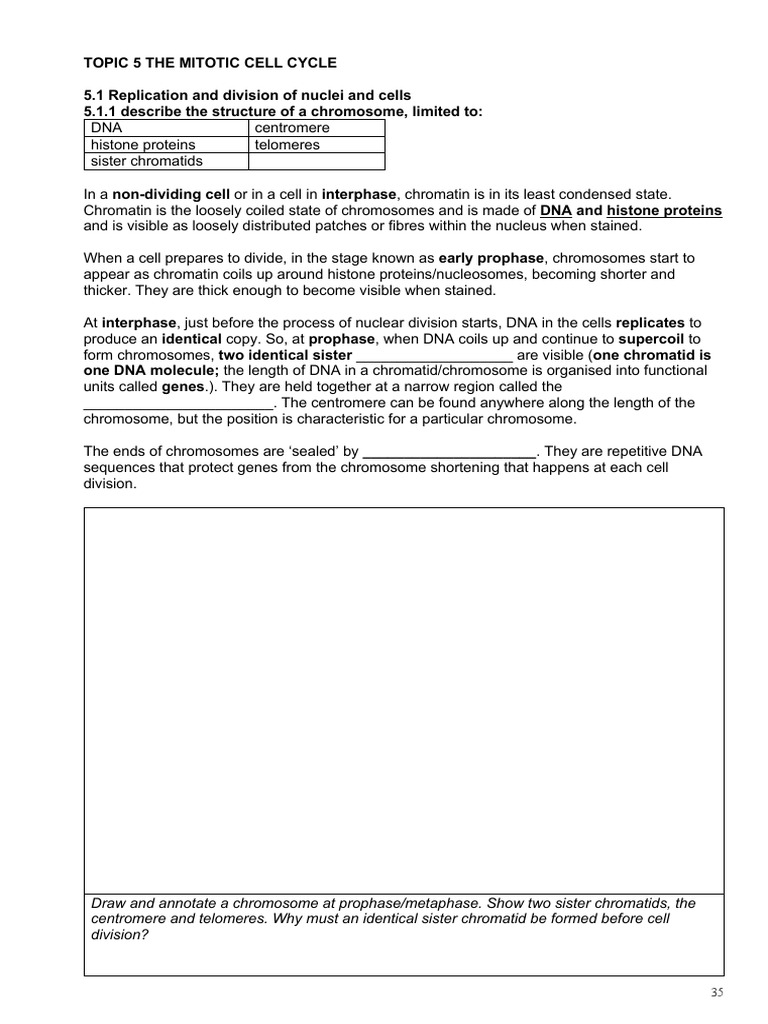 DNA Replication Before Cell Division | PDF | Mitosis | Chromosome