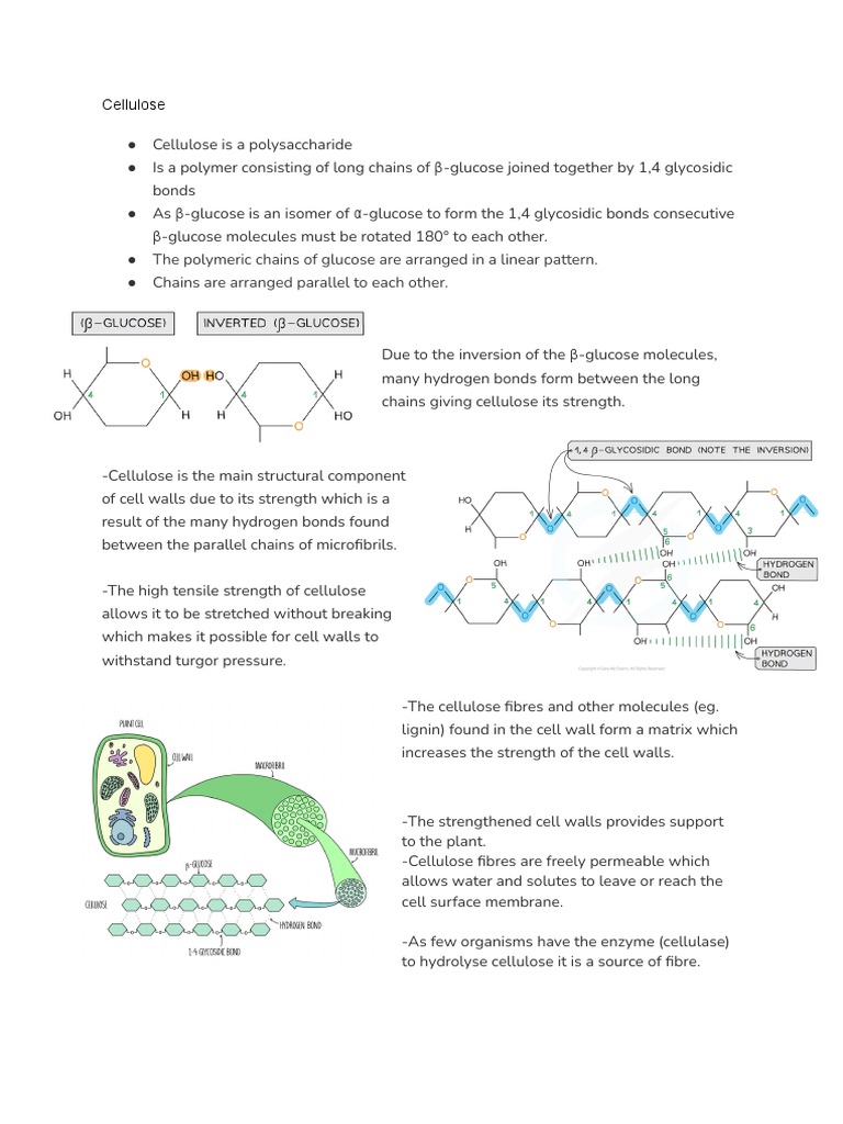 Topic 2 Biological Molecule Notes | PDF | Cellulose | Polymers