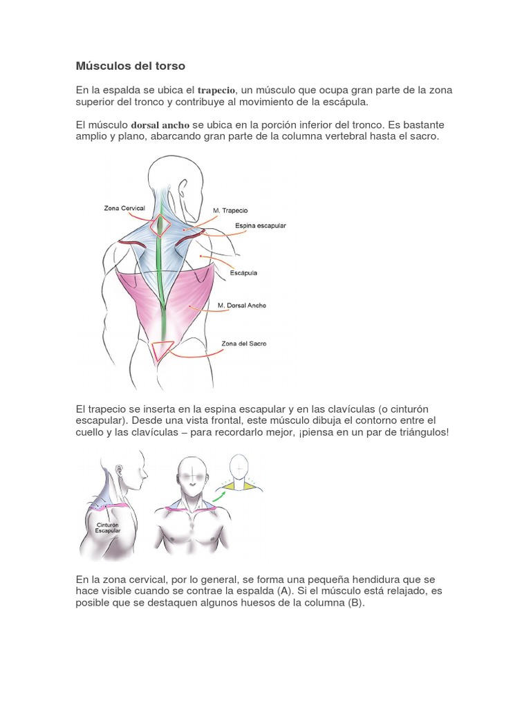 Músculos Del Torso | PDF | Sistema musculoesquelético | Anatomía humana