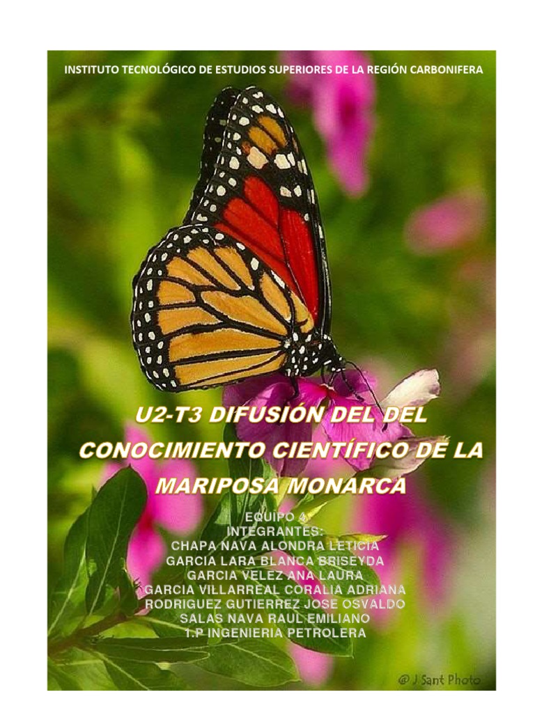 Mariposa Monarca Equipo 4 | PDF | Mariposa | Crisálida