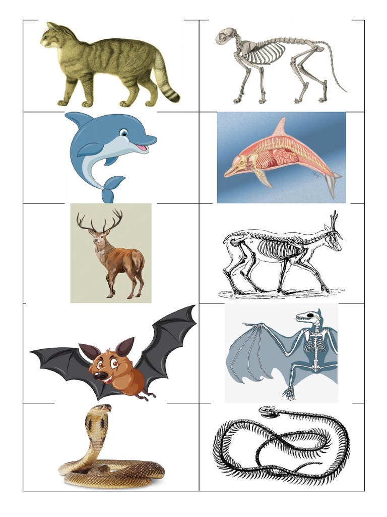 Vertebrates | PDF