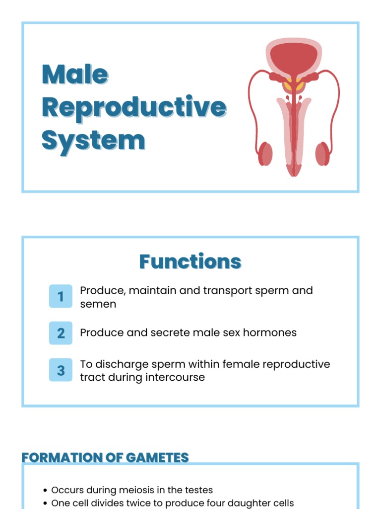 Male Reproductive System | PDF | Testicle | Sperm