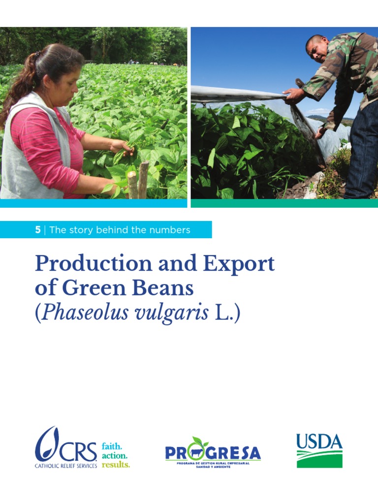 05 - Green Beans | PDF | Agriculture | Legume