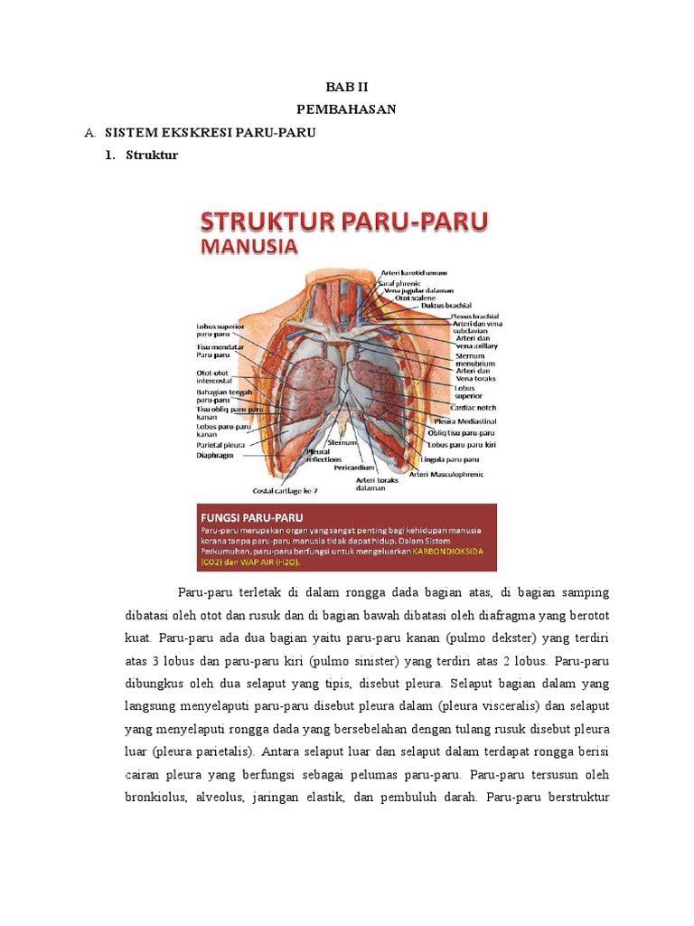 Sistem Ekskresi Paru Paru | PDF