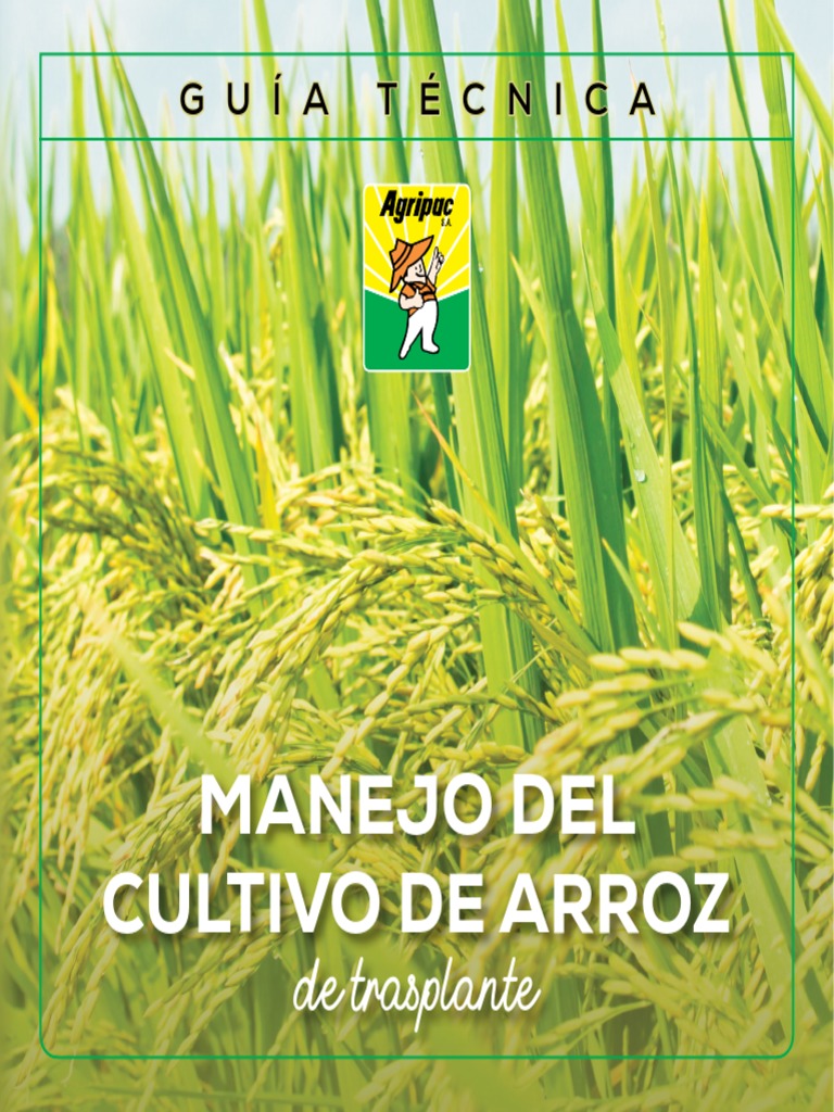 Guia Arroz Agripac | PDF | Arroz | Agricultura