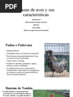 Partes de Una Gallina y Sus Funciones | PDF | Pollo | Pluma