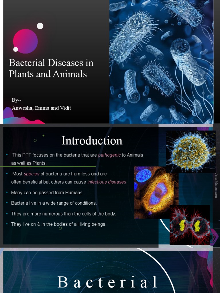 Bacterial Diseases in Plants and Animals | PDF | Infection | Bacteria