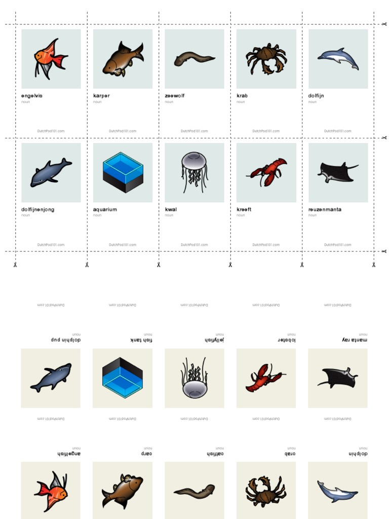 Dutch Aquarium | PDF | Fish | Aquatic Animals