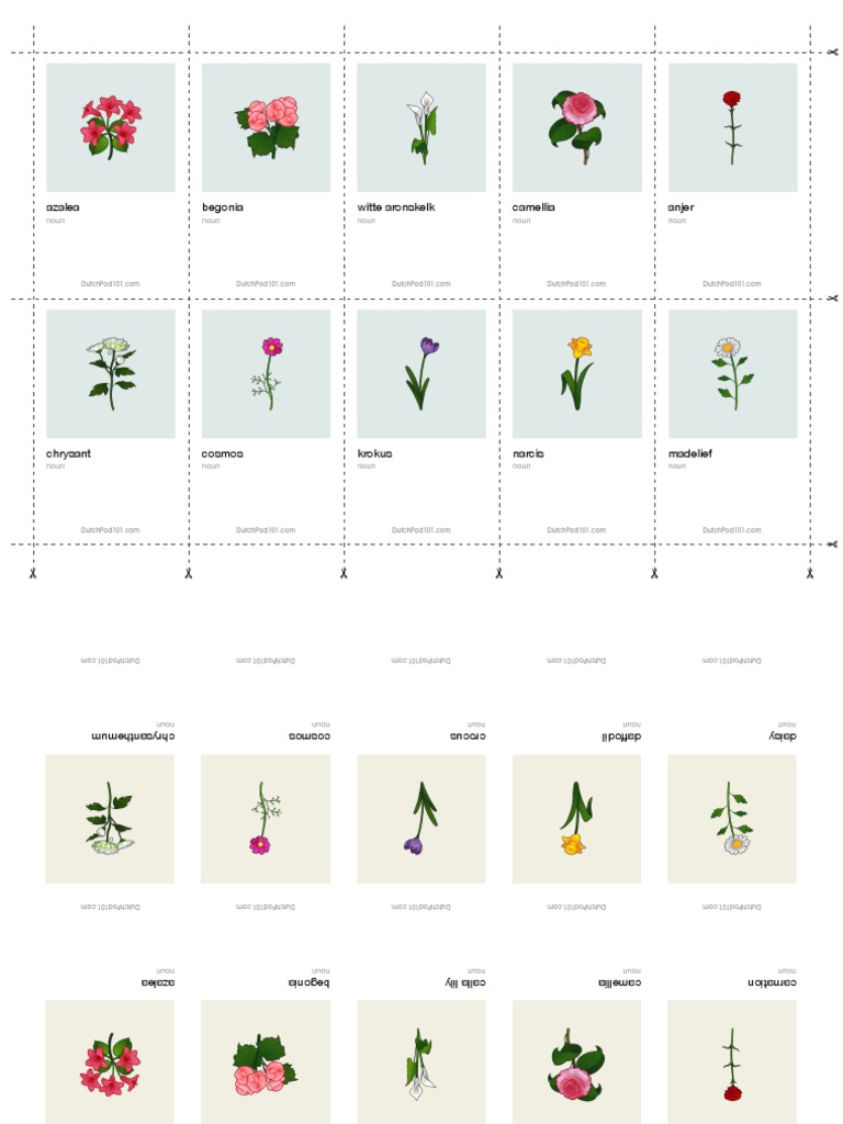 Dutch Flowers | PDF | Horticulture | Botany