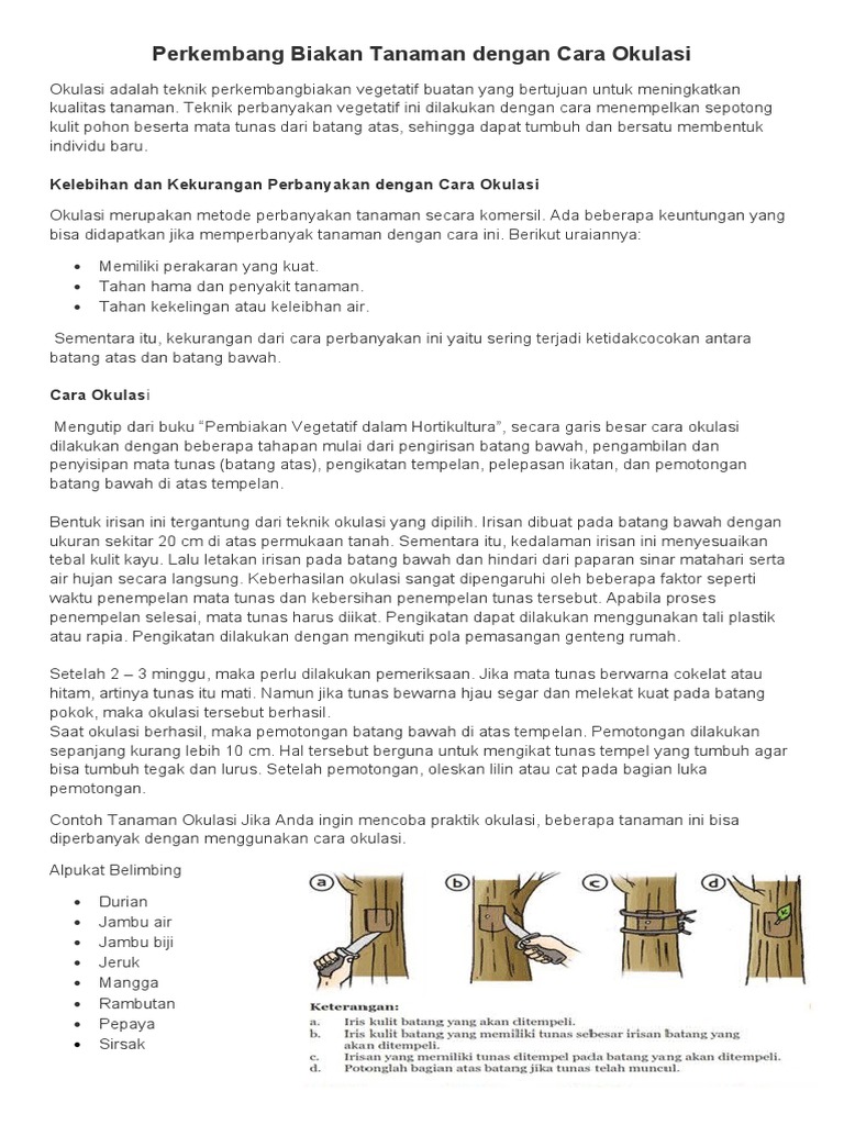 Perkembang Biakan Tanaman dengan Cara Okulasi | PDF