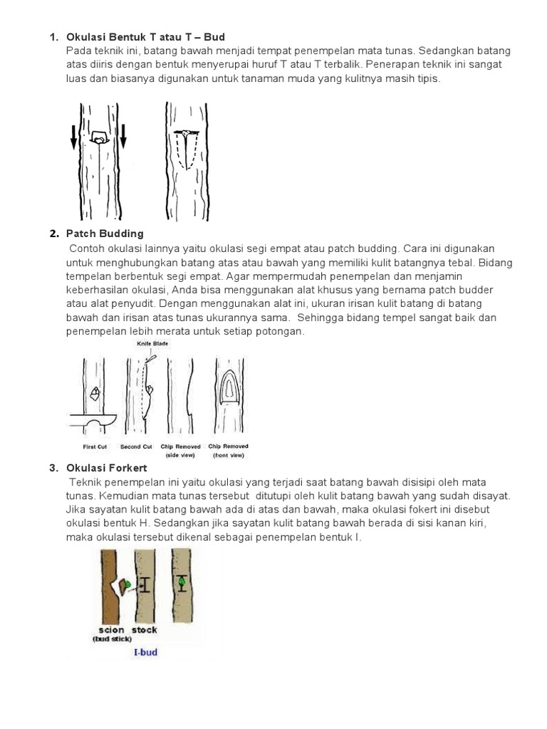 Okulasi Bentuk T Atau T | PDF