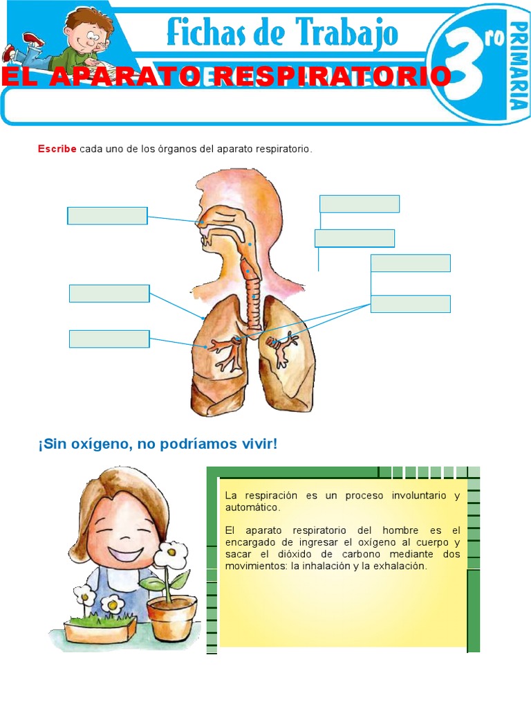 El Aparato Respiratorio para Tercer Grado de Primaria | PDF ...