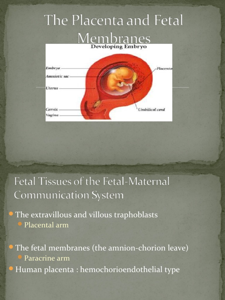 Placental Development and Function | PDF | Anatomy | Cell Biology