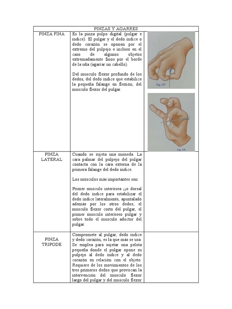 Tipos de Pinzas y Agarre Manual | PDF | Mano | Tejido suave