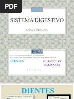 Anatomia,Irrigacion,Inervación Del Esofago y Estomago | PDF | Estómago ...