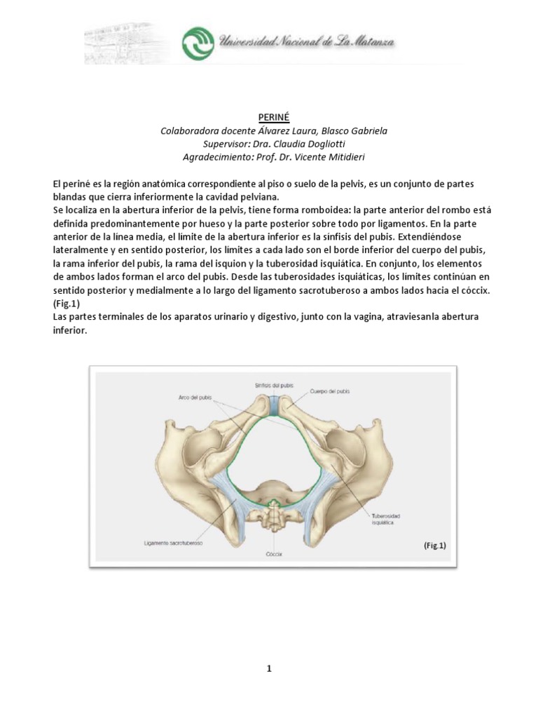 PERINE (1) | PDF | Pelvis | Anatomía humana