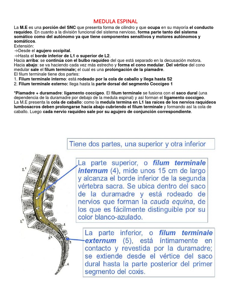 Estructura y Función de la Médula Espinal | PDF | Médula espinal | Nervio