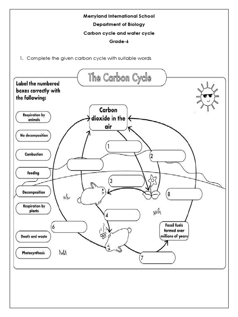 Carbon Cycle Worksheet for Grade 6 | PDF | Carbon Cycle | Carbon