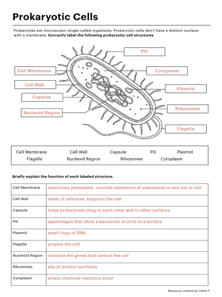 Prokaryotic & Eukaryotic Cells Answers | PDF | Cell (Biology) | Cytoplasm