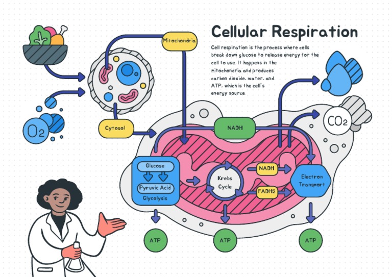 Cellular Respiration Science Pink Lined Style | PDF
