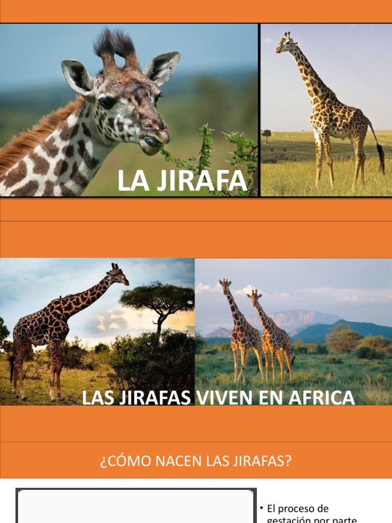 La Jirafa | PDF