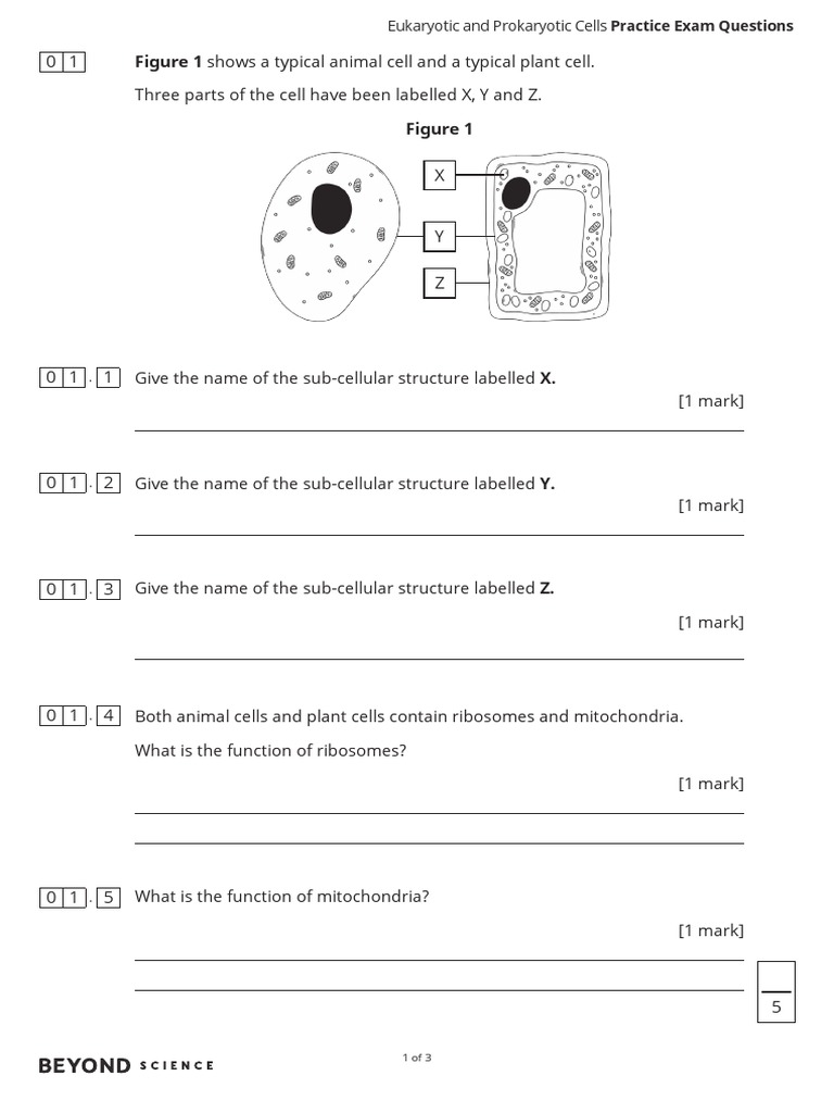 Eukaryotic and Prokaryotic Cells Practice Exam Questions Higher | PDF ...