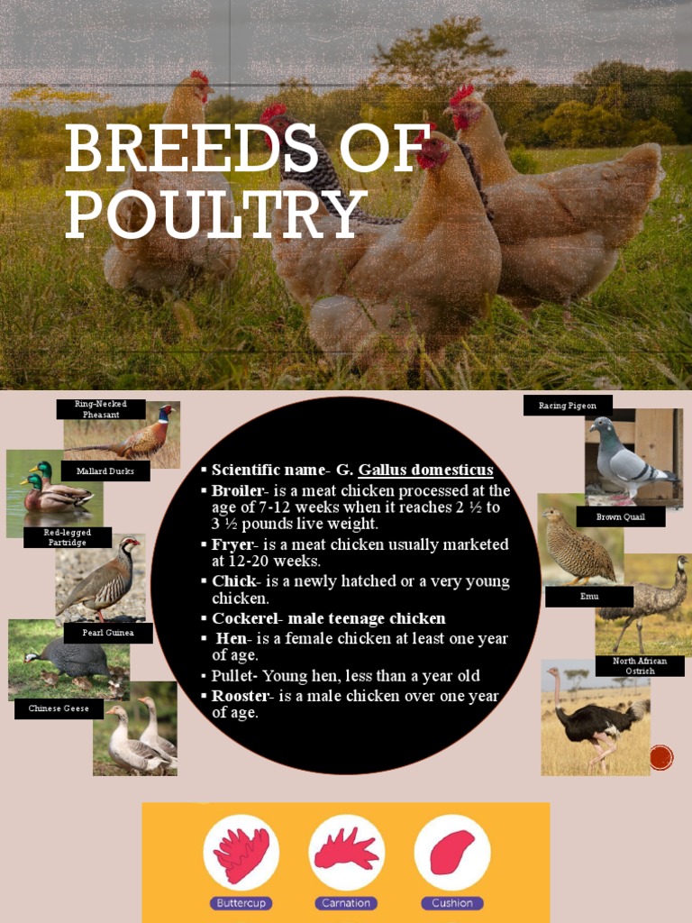 Breeds Of Poultry Pdf Chicken Aviculture