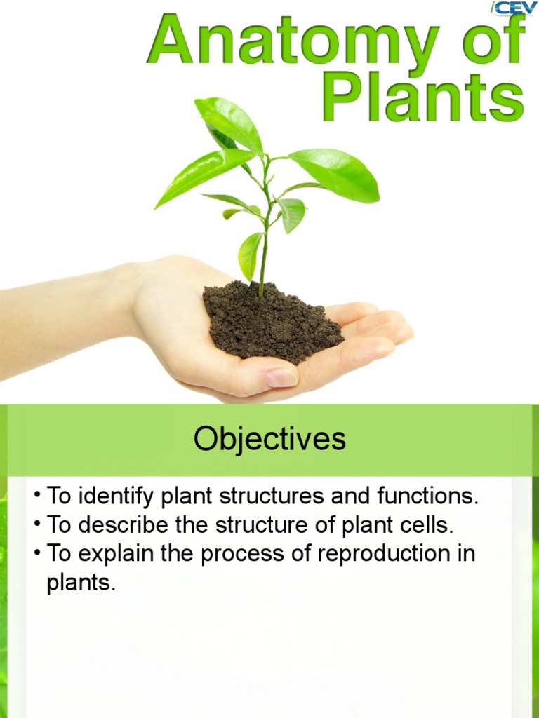PowerPoint - Anatomy of Plants | PDF | Cell (Biology) | Leaf