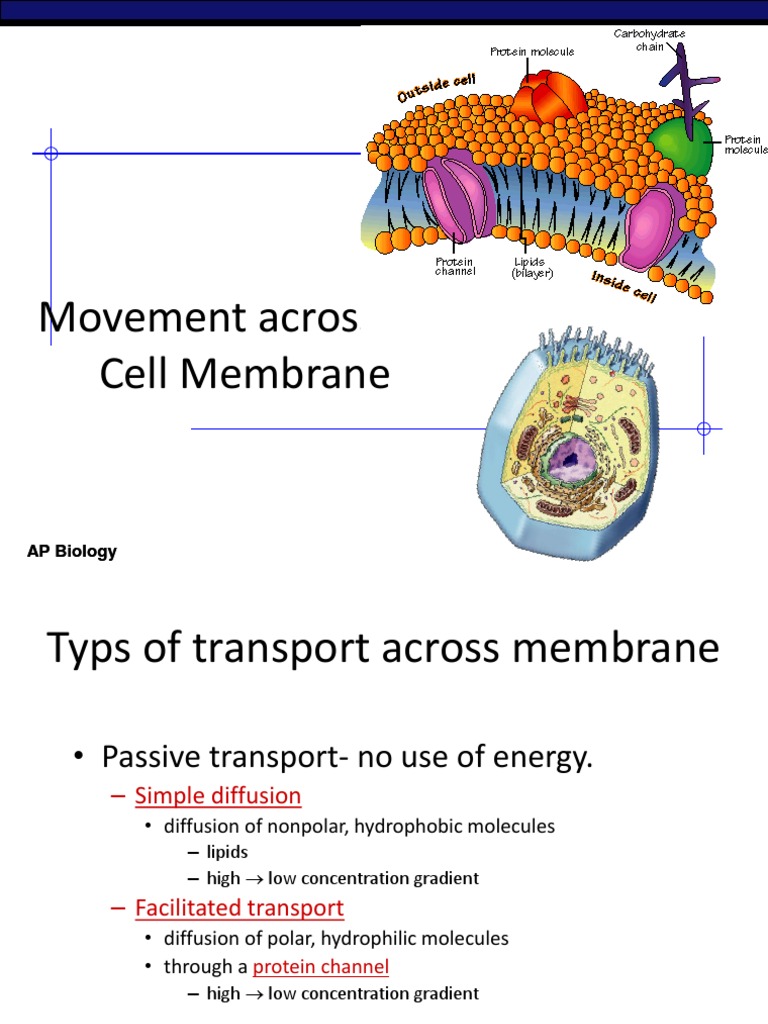 Movement Across The Cell Membrane: AP Biology AP Biology | PDF