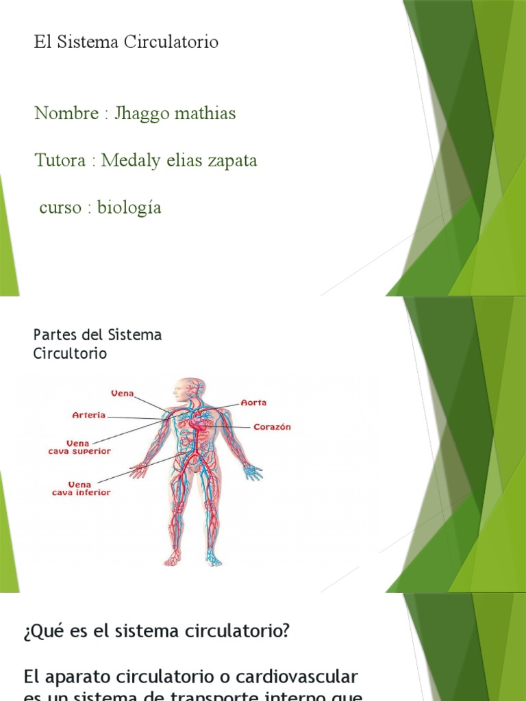 El Sistema Circulatorio | PDF | Sistema circulatorio | Sangre