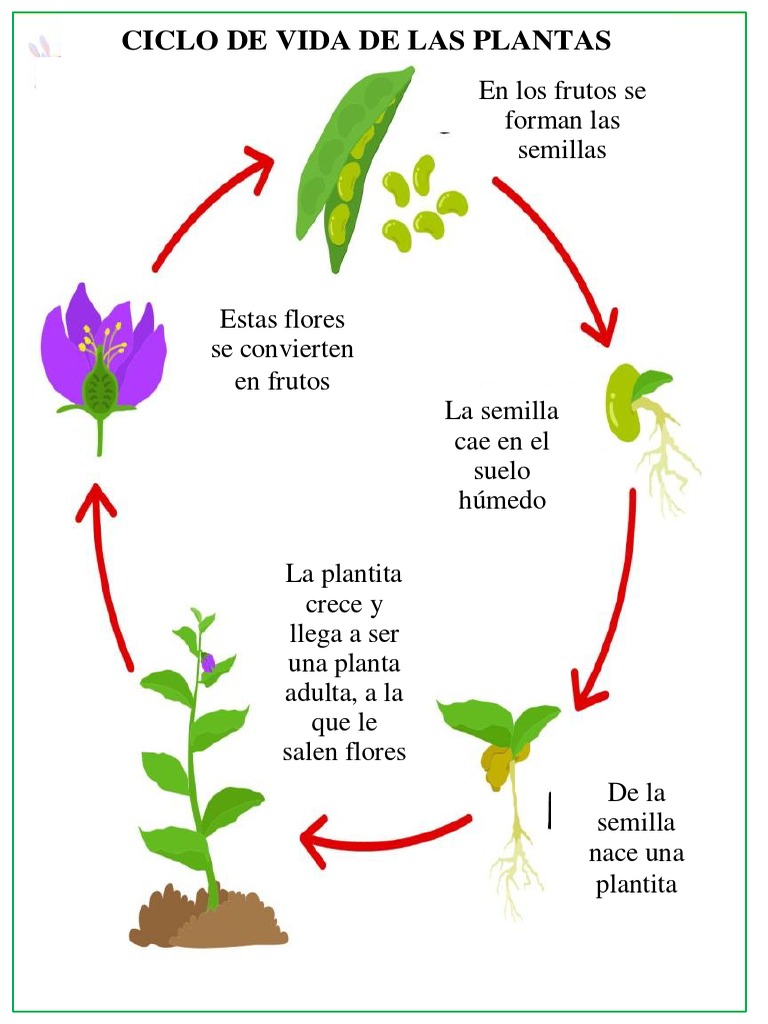 Ciclo De Vida De Una Planta Cortar Y Pegar