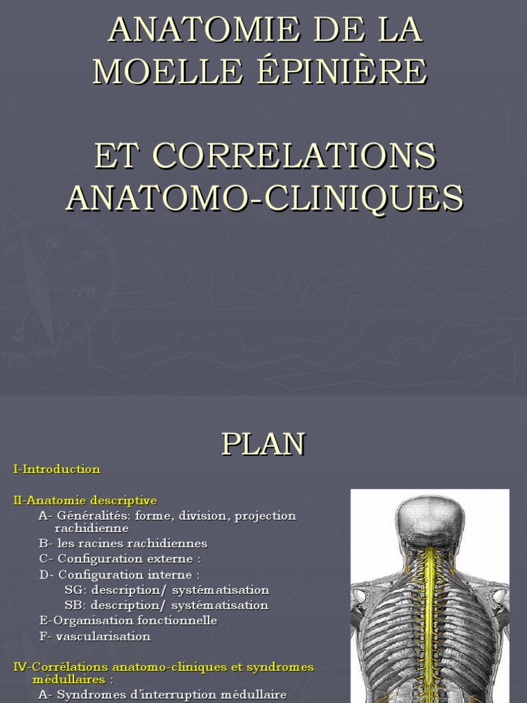 Anatomie de La Moelle Épinière Et Correlations Anatomo-Cliniques ...