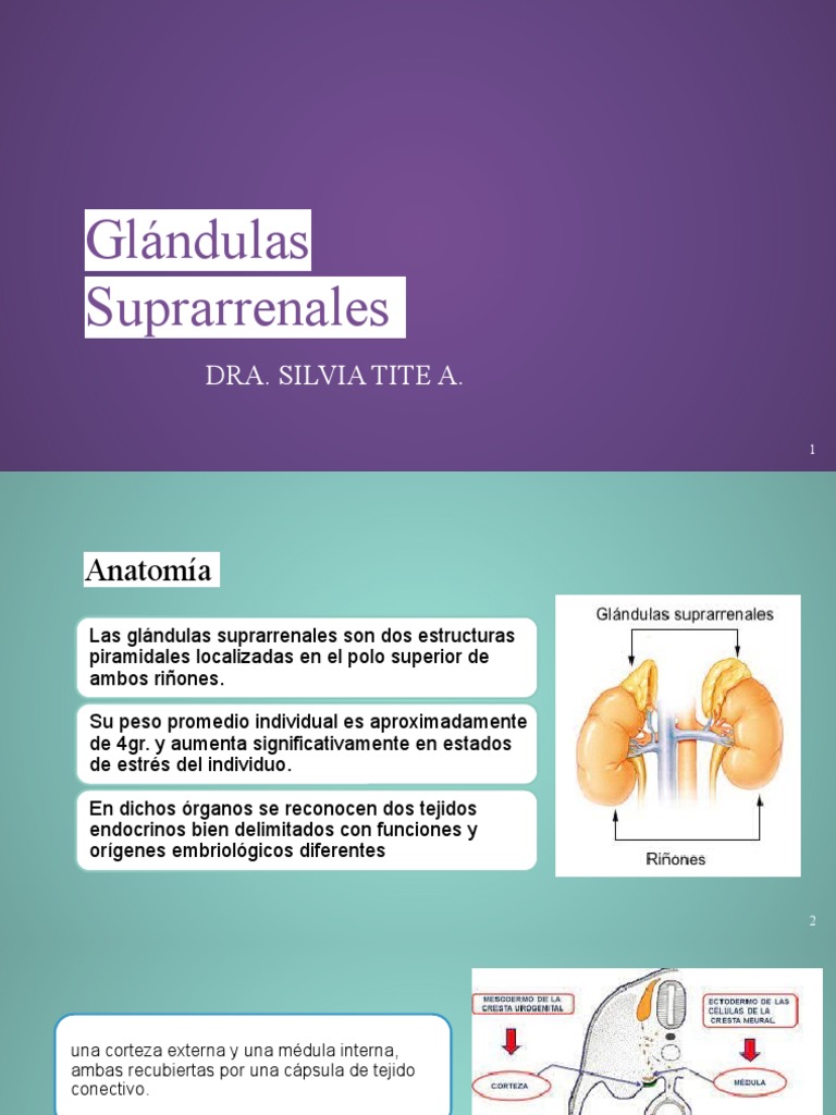 Gl. Suprarrenales | PDF | Glándula suprarrenal | Hormona adrenocorticotrópica