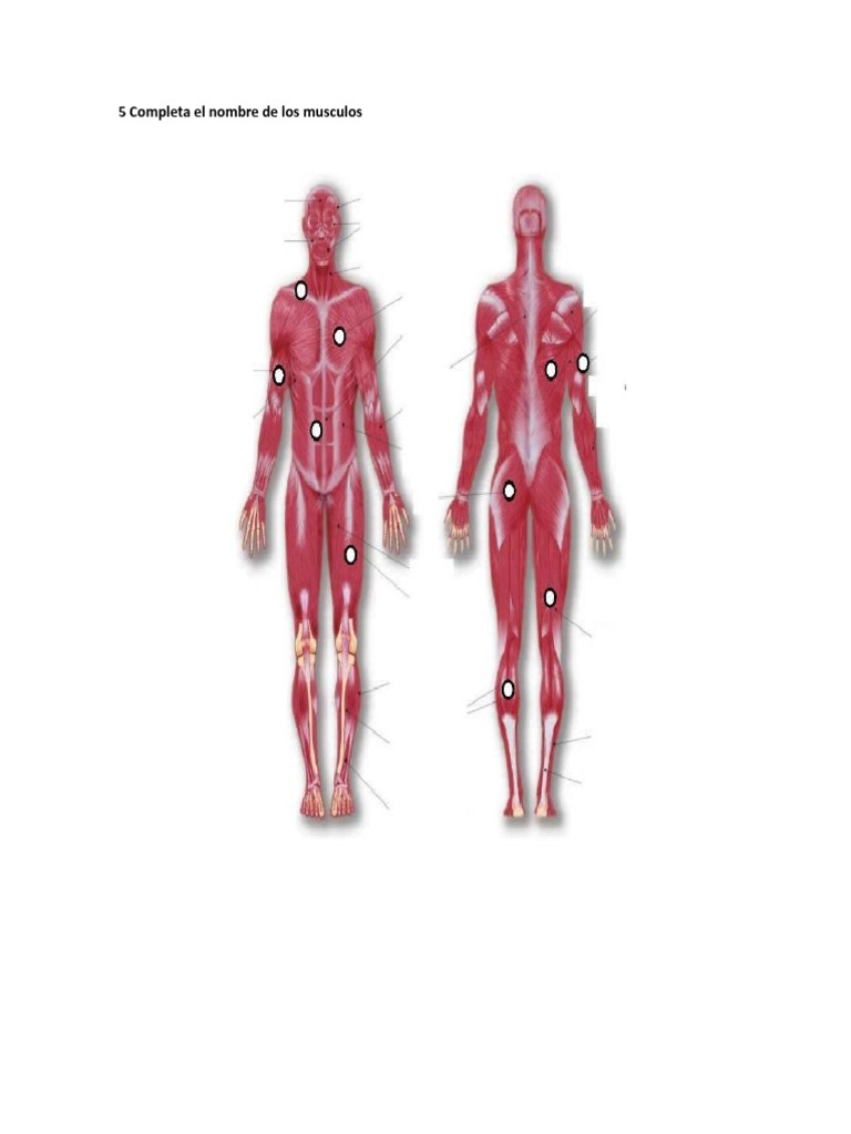 Ficha Musculos Pdf