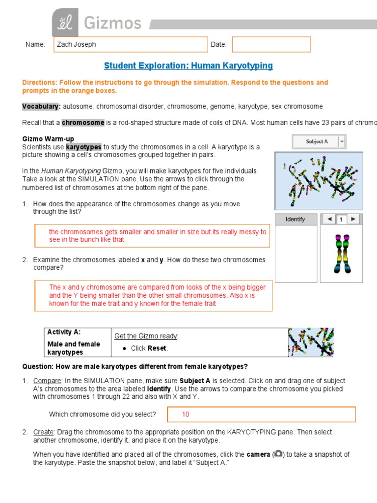 Karyotyping Gizmo Digital 2023 | PDF | Karyotype | Chromosome