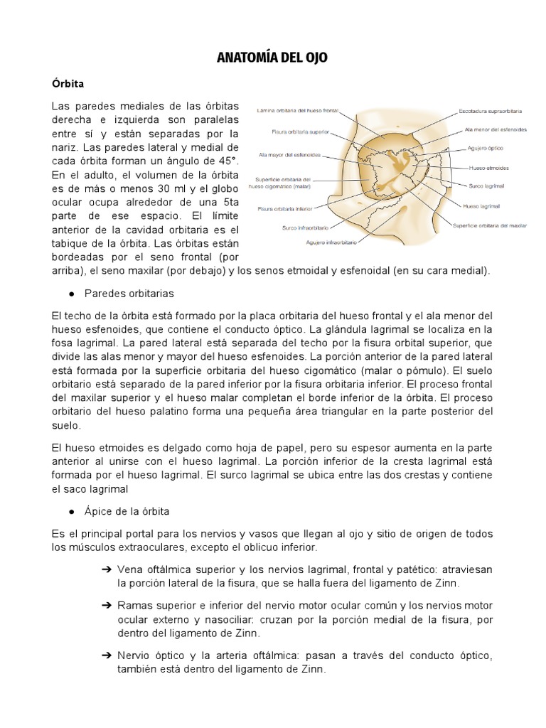 Anatomia del ojo | PDF | Córnea | Morfología (biología)