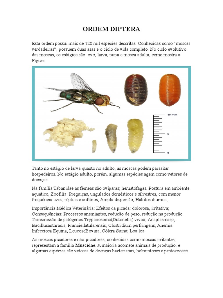 ORDEM DIPTERA | PDF | Mosca