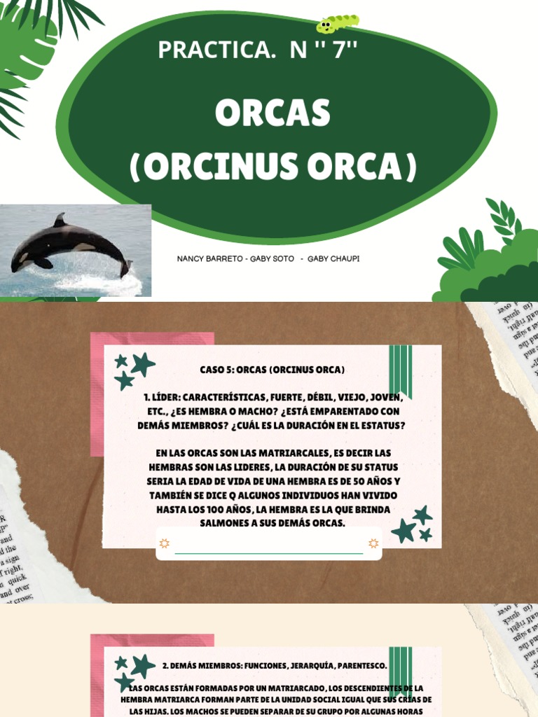 Practica. N '' 7'': Orcas (Orcinus Orca) | PDF | Organismos | Mamíferos marinos