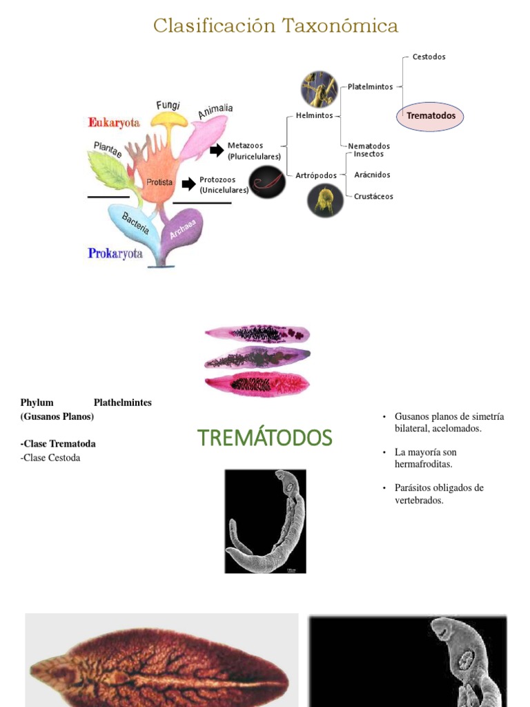 Tremátodos PPT Clase 3 | PDF | Biología