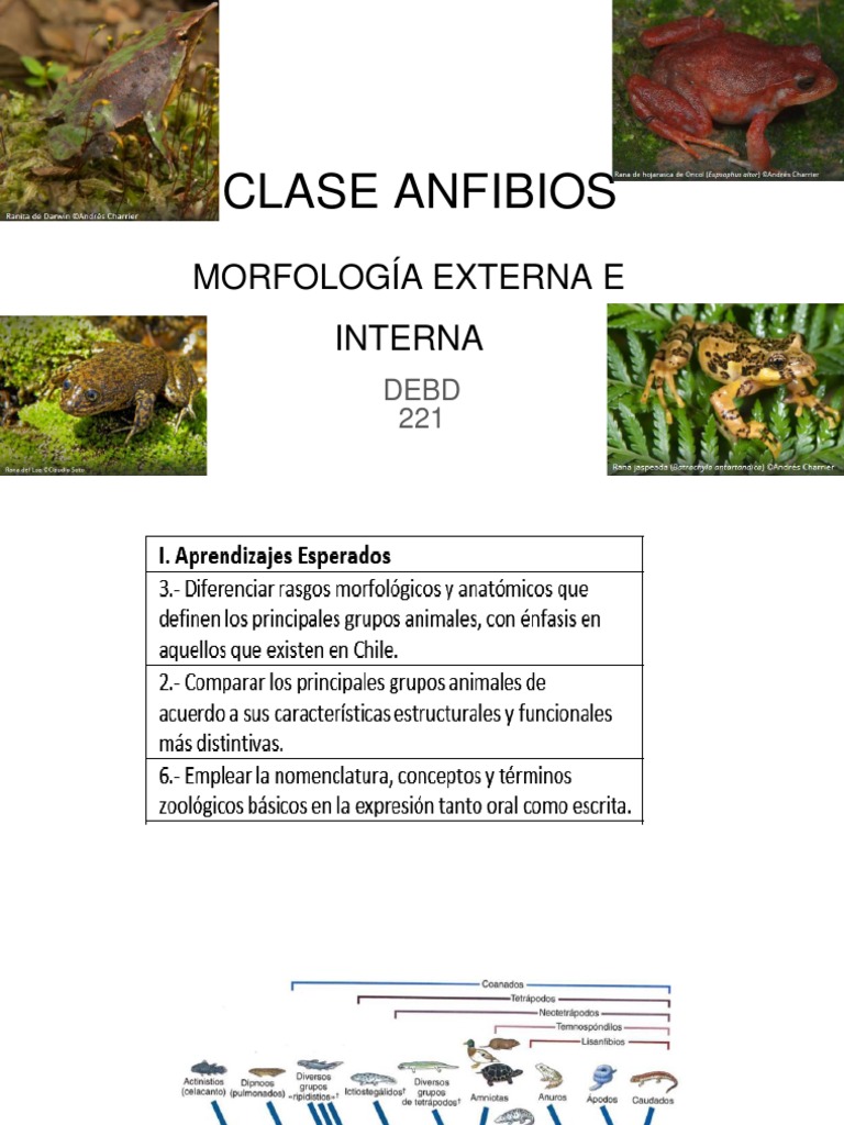 LABORATORIO PPT - Anfibios 1 | PDF