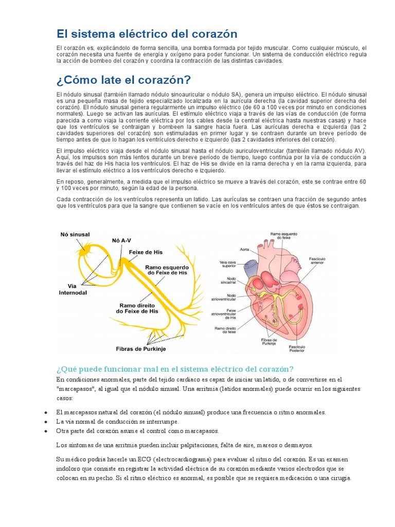 El sistema eléctrico del corazón | PDF | Corazón | Electrofisiología ...