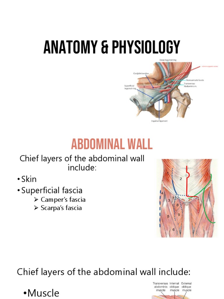 Inguinal Hernia Ana Phy | PDF | Abdomen | Musculoskeletal System Inguinal Hernia Ana Phy | PDF | Abdomen | Musculoskeletal System