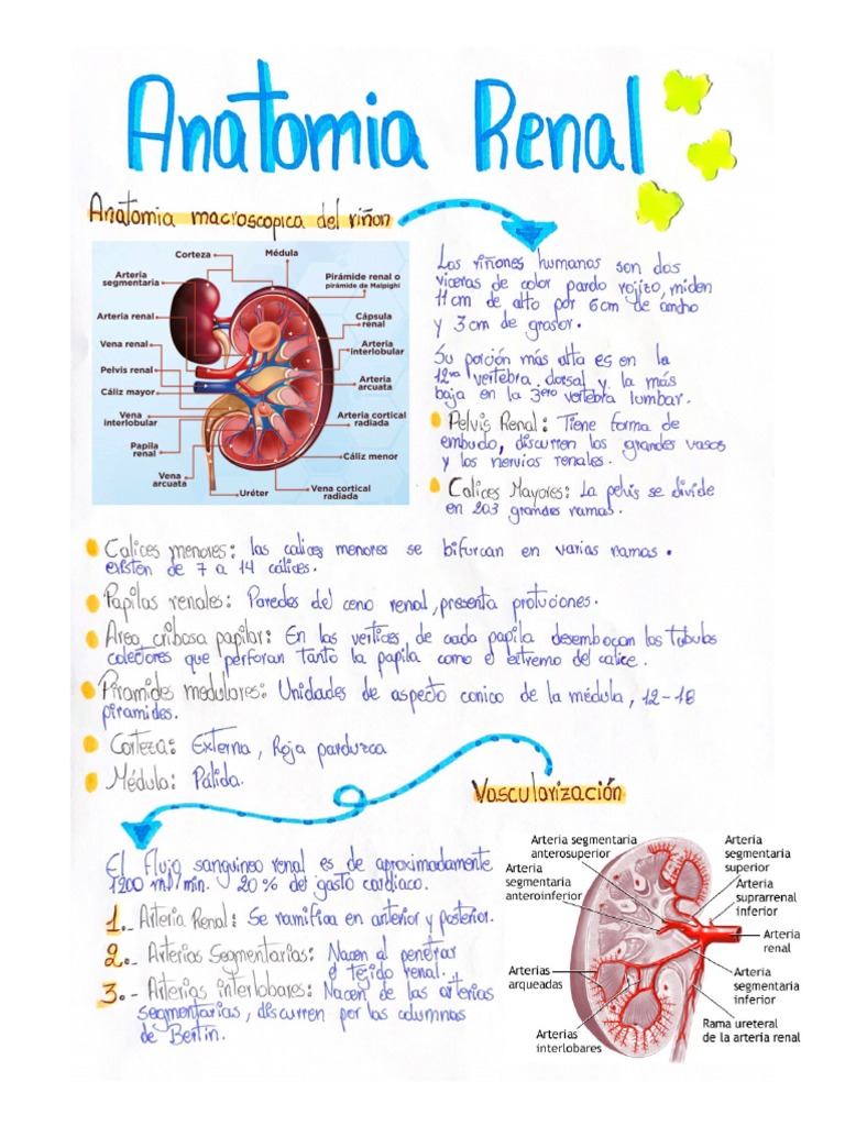 Anatomía Renal | PDF