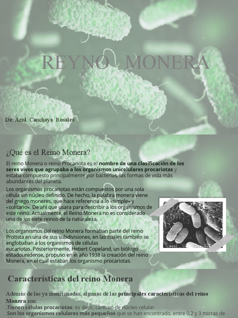 REINO MONERA de Azul Canchaya Rosales 1ro de Secundaria | PDF | Las ...