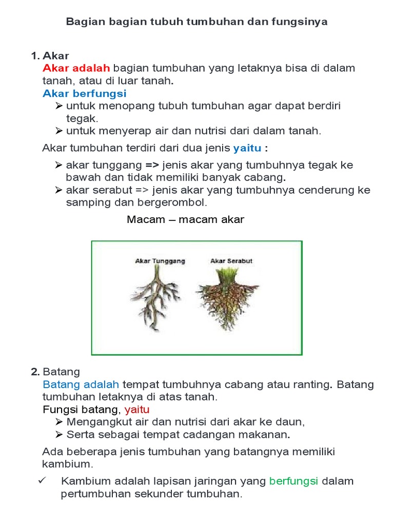 Bagian dan Fungsi Tumbuhan Kelas 4 | PDF | Griya & Taman