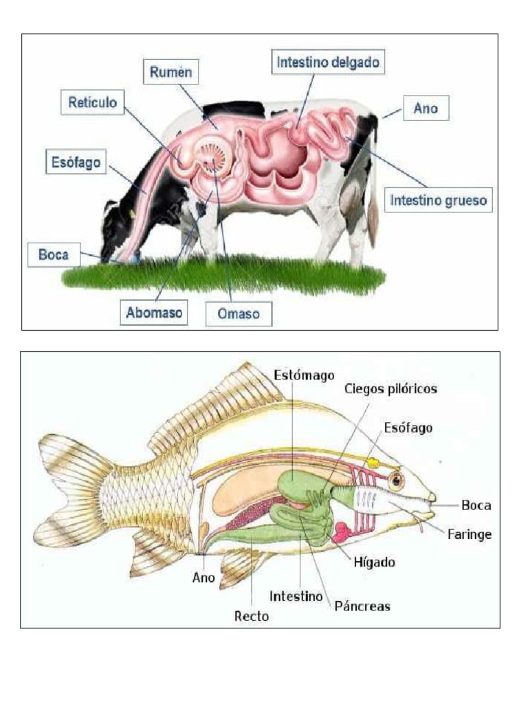 Sistemas Digestivos Animales Vertebrados | PDF