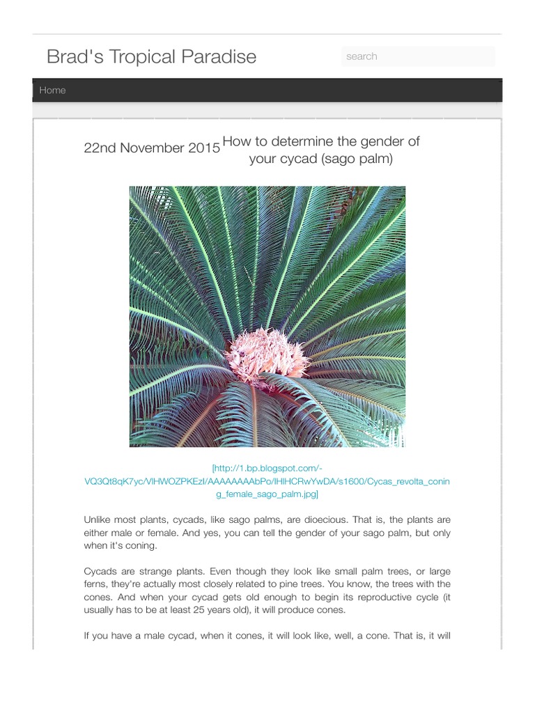 Brad's Tropical Paradise - How To Determine The Gender of Your Cycad ...