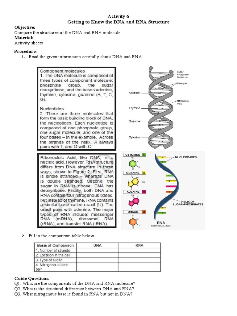 Activity 6 DNA RNA | PDF