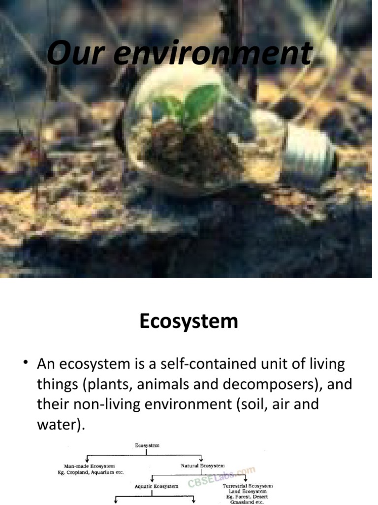 Our Environment Class 10 | PDF