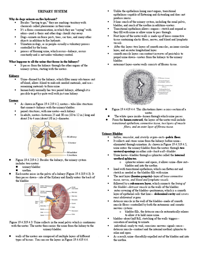 Urinary System | PDF | Urinary System | Urination